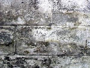 Mold Remediation and Removal - DRS of Erie